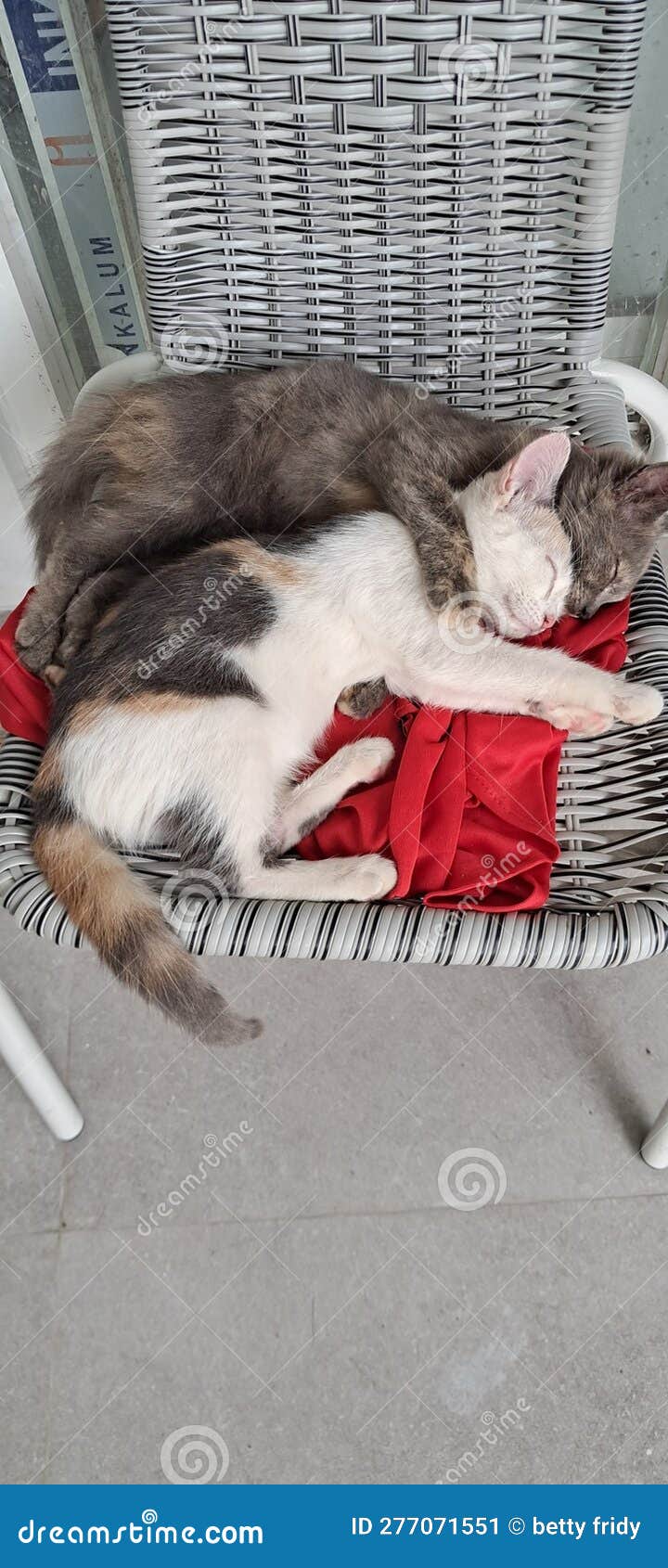 Two Cat Brothers Different Race Stock Image - Image of race, familiar ...