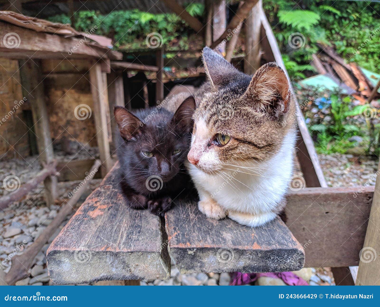 Two cat color combination stock image. Image of whiskers - 243666429