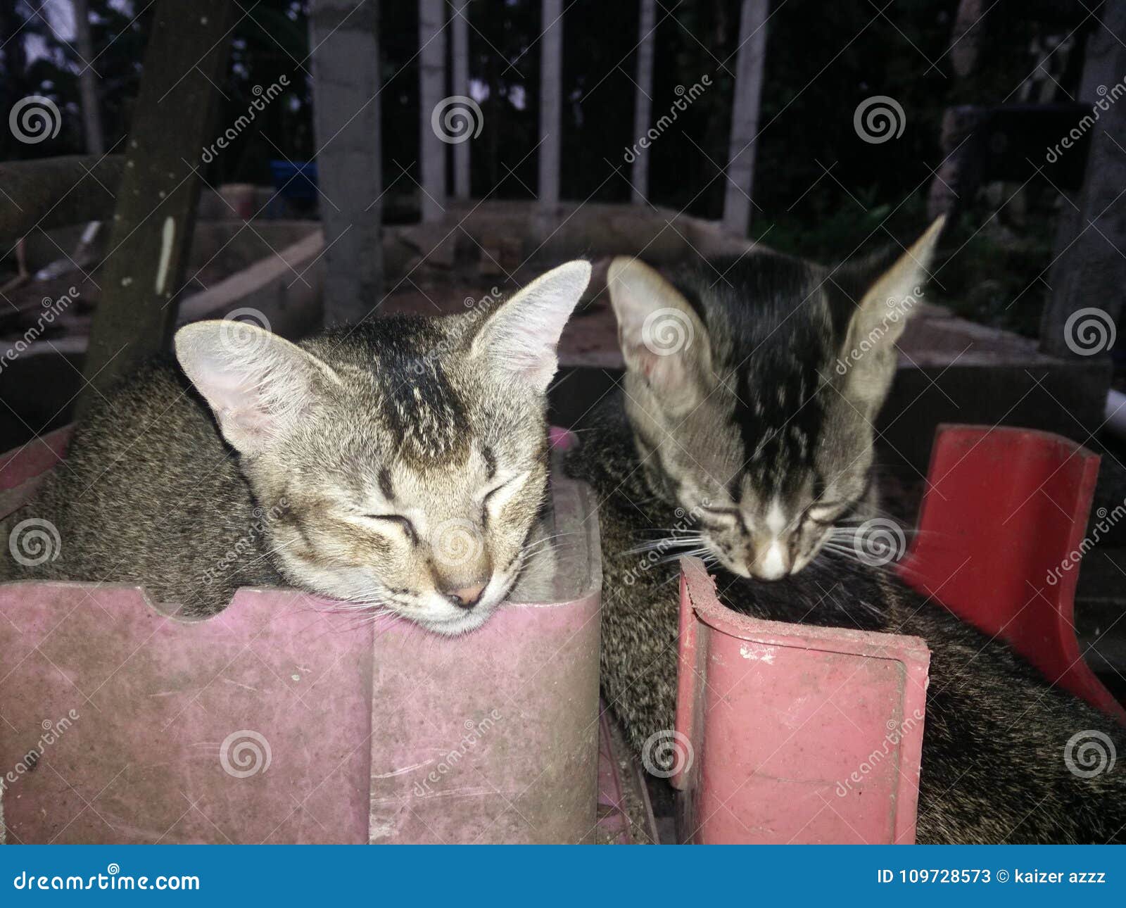 Two cat i stock image. Image of friend - 109728573