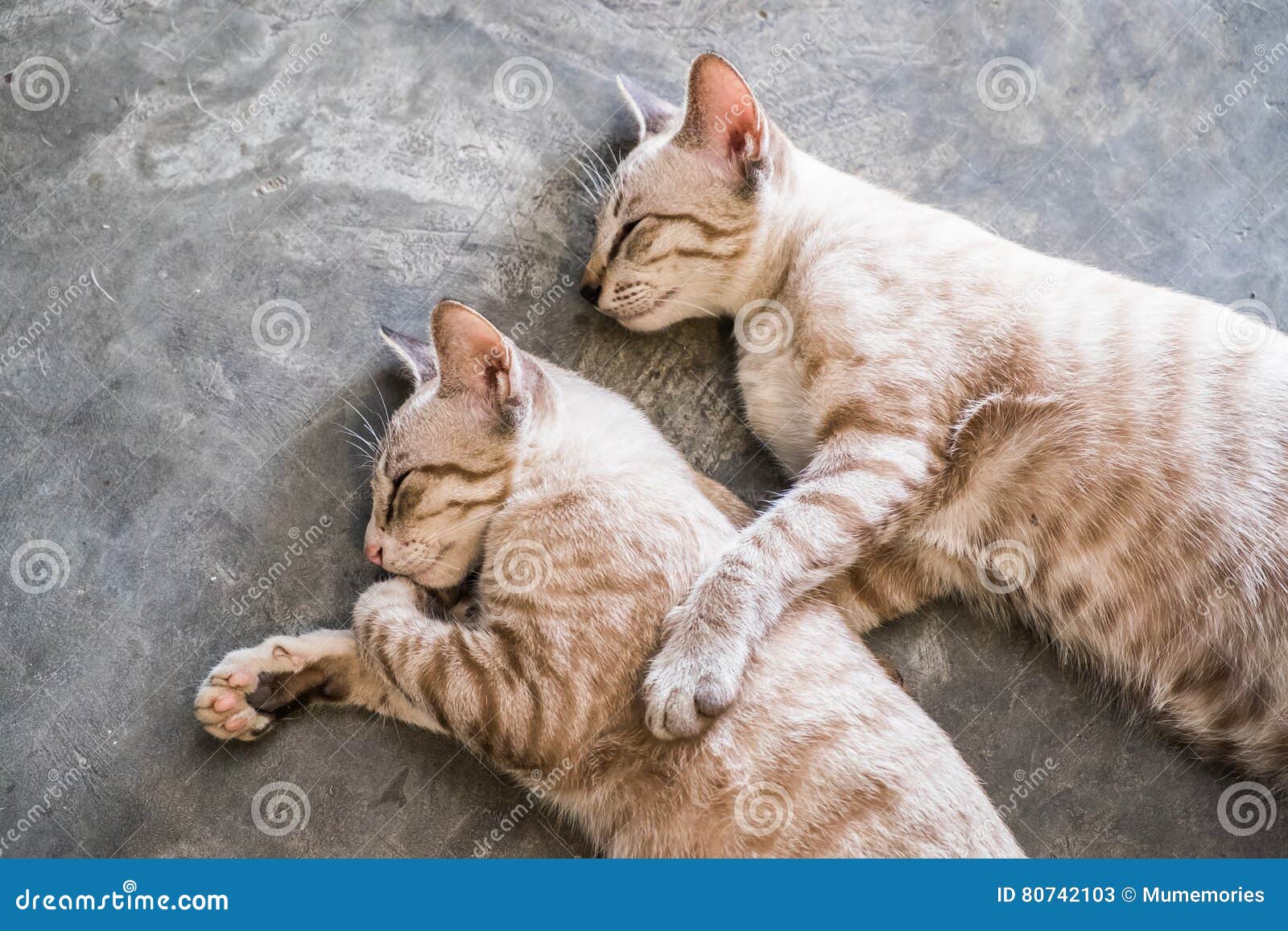 Two Cat Kitten Brethren Sleeping Hug Stock Image - Image of look, blur ...
