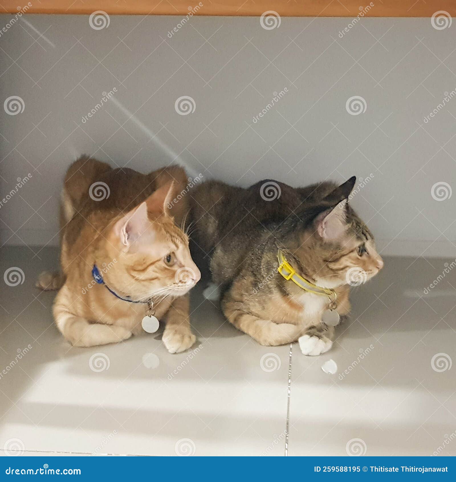 Two Cat Laying Down on the Floor Looking To the Right Stock Image ...