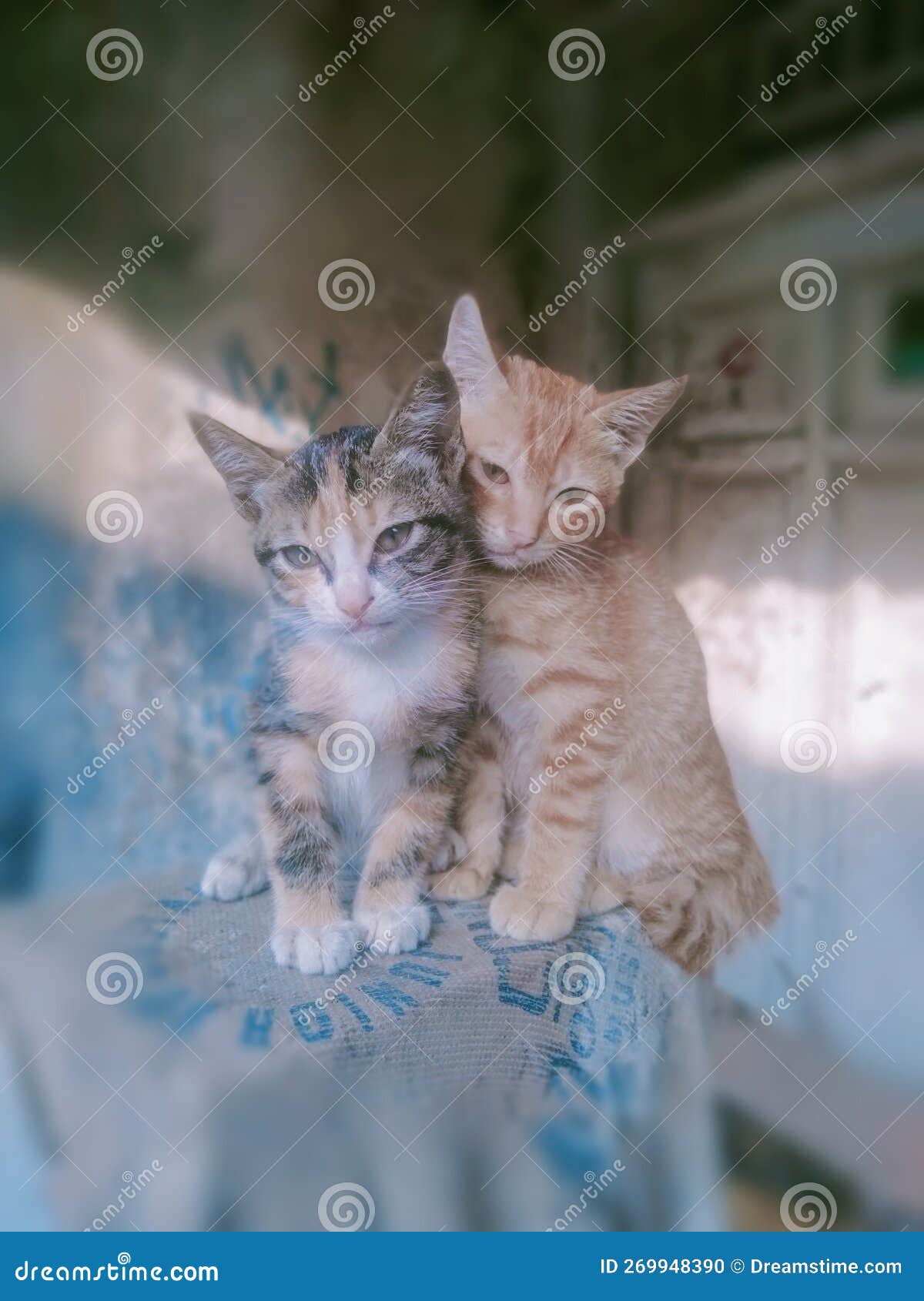 Two cat stock photo. Image of kitten, mammal, little - 269948390