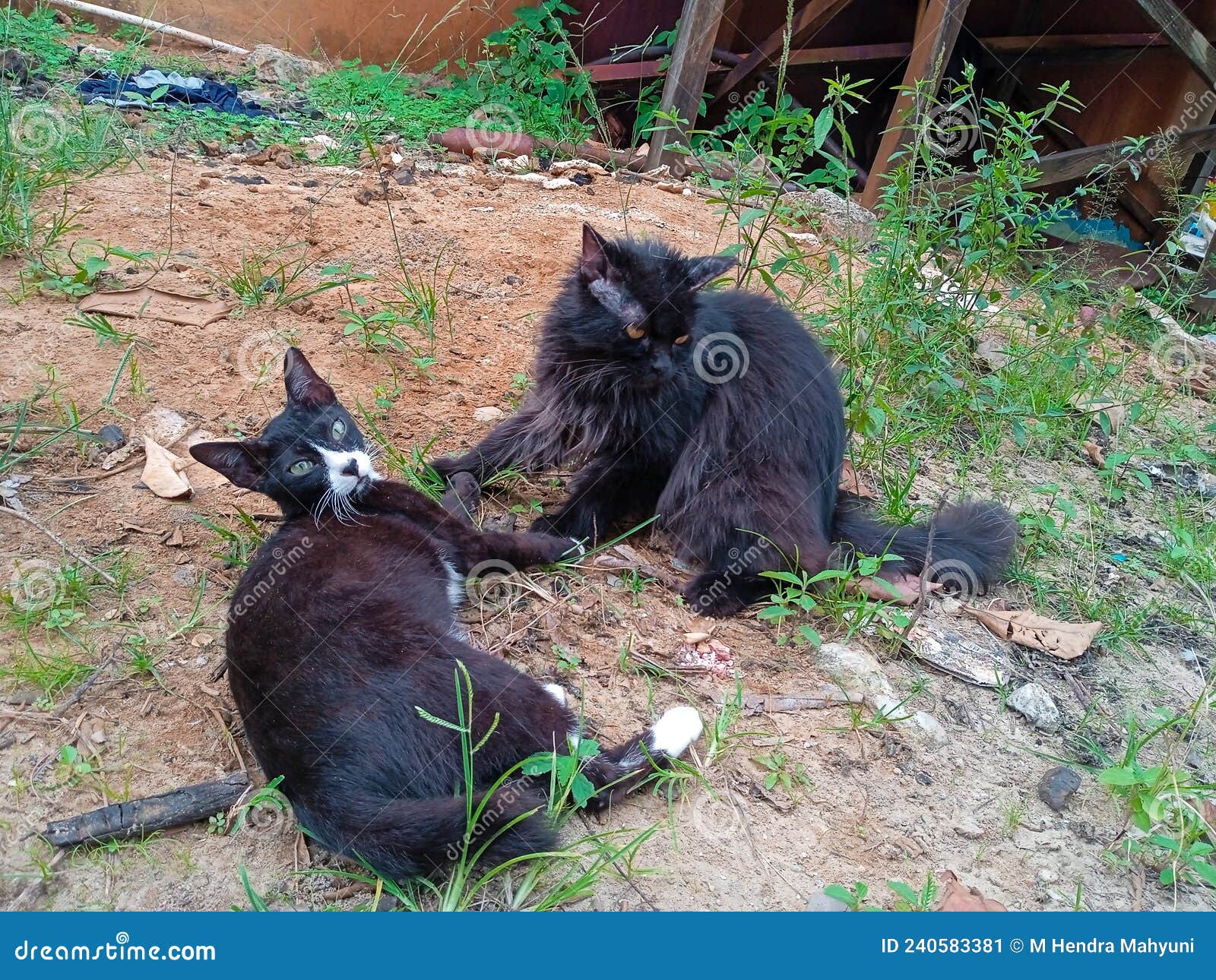 Two cat playing together stock image. Image of playing - 240583381