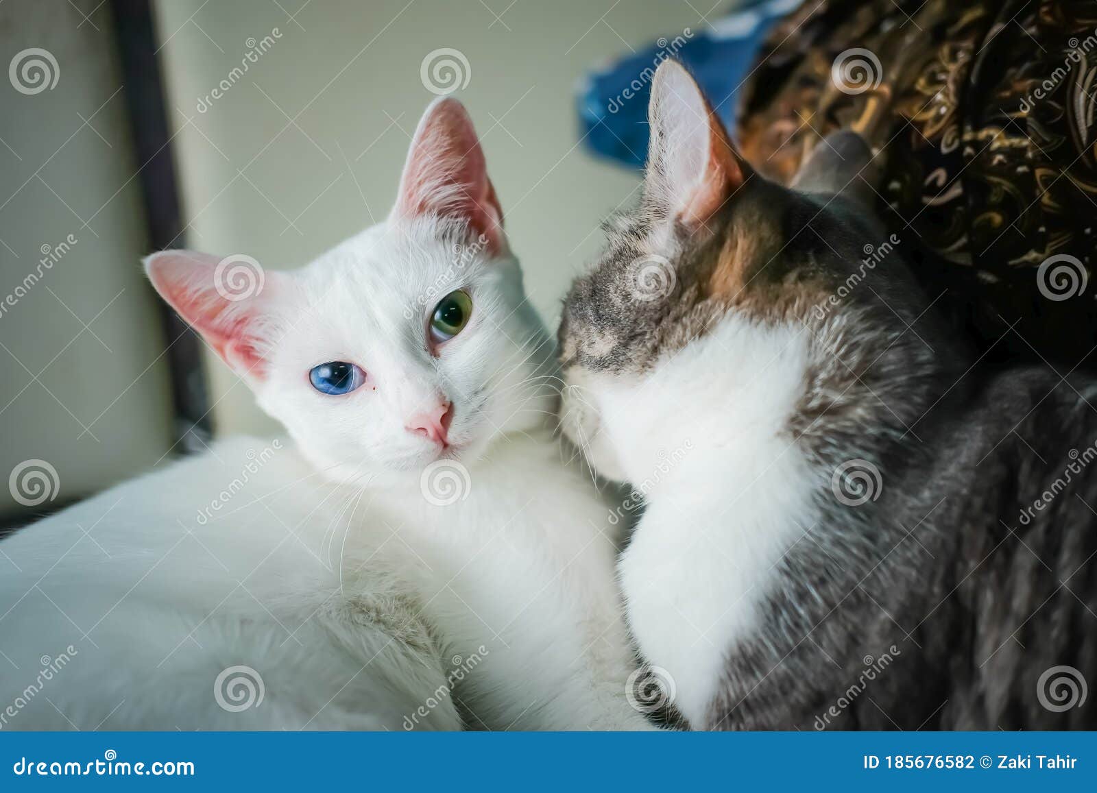 Two cat portrait caring stock photo. Image of portrait - 185676582