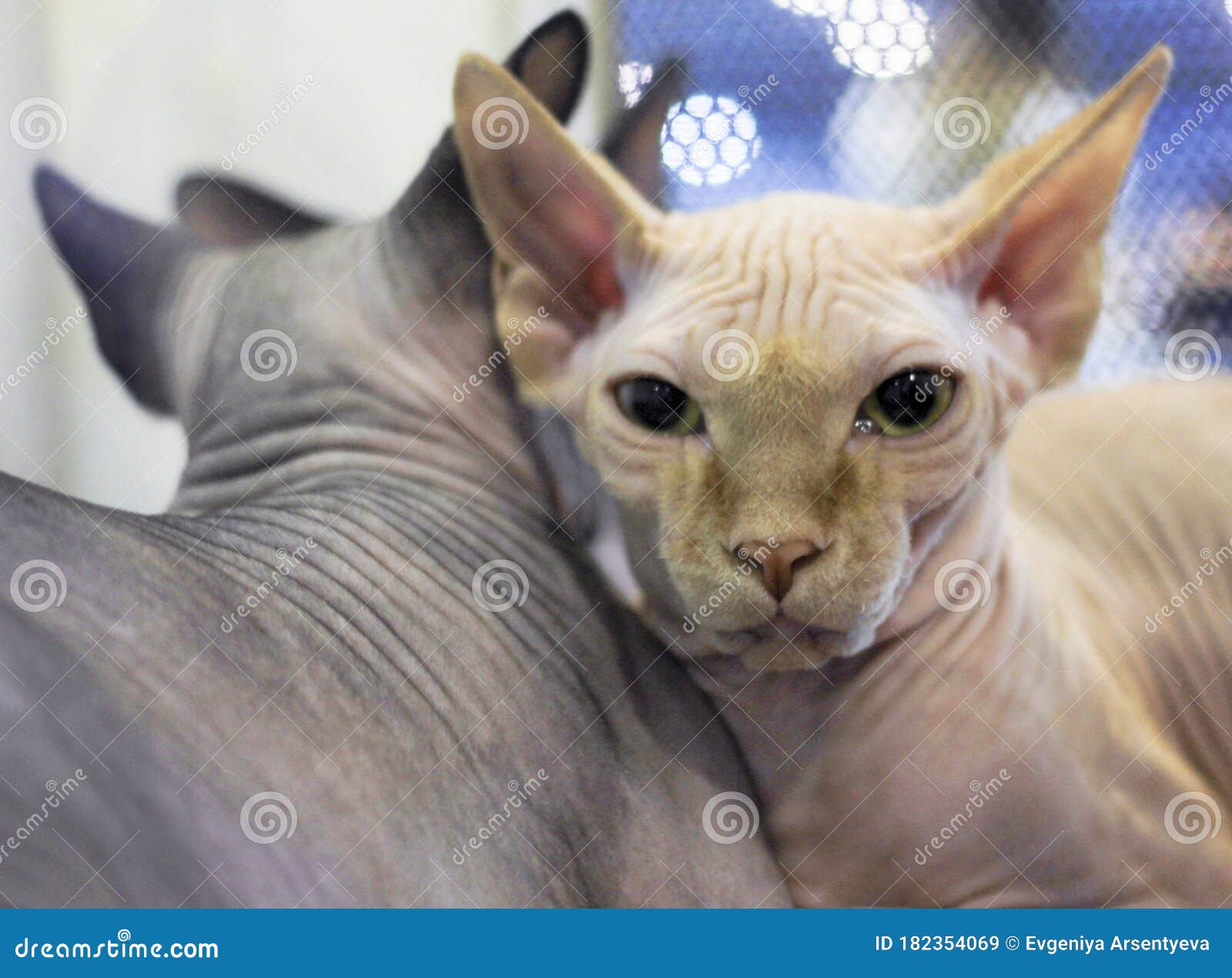 Two Cat Sphynx Breed, Black and White Stock Image - Image of portrait ...