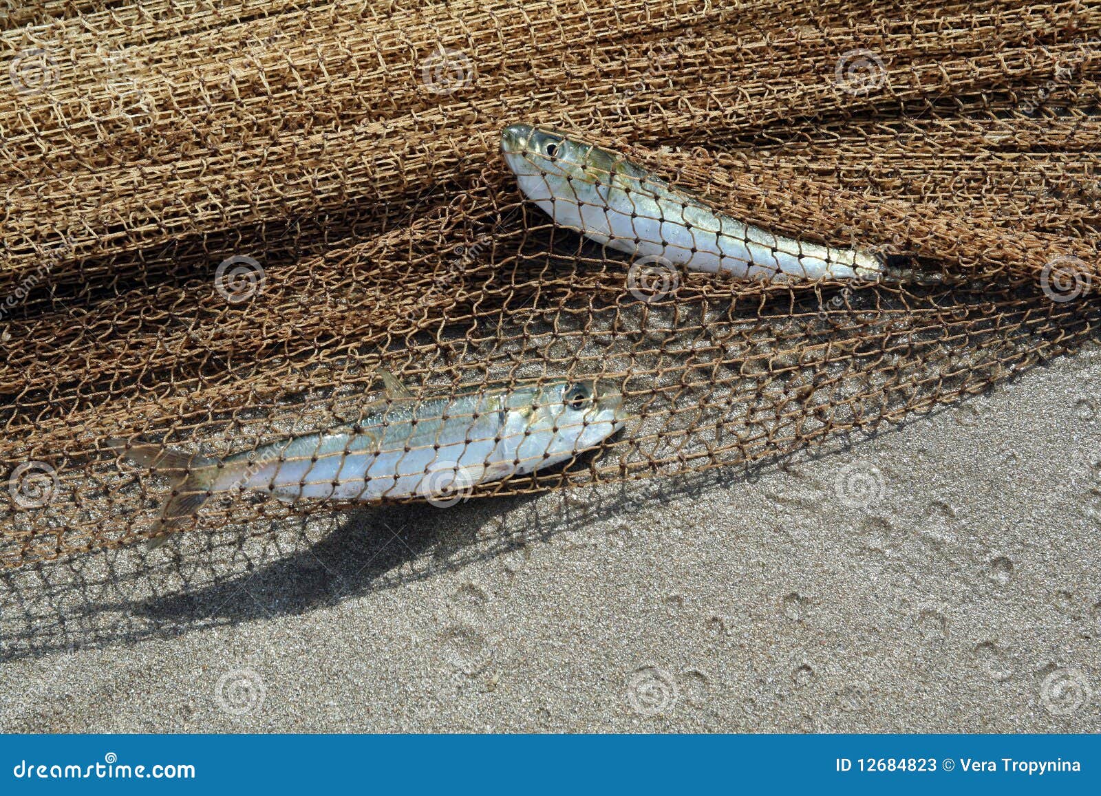 Two catched fish stock image. Image of ingredient, closeup - 12684823