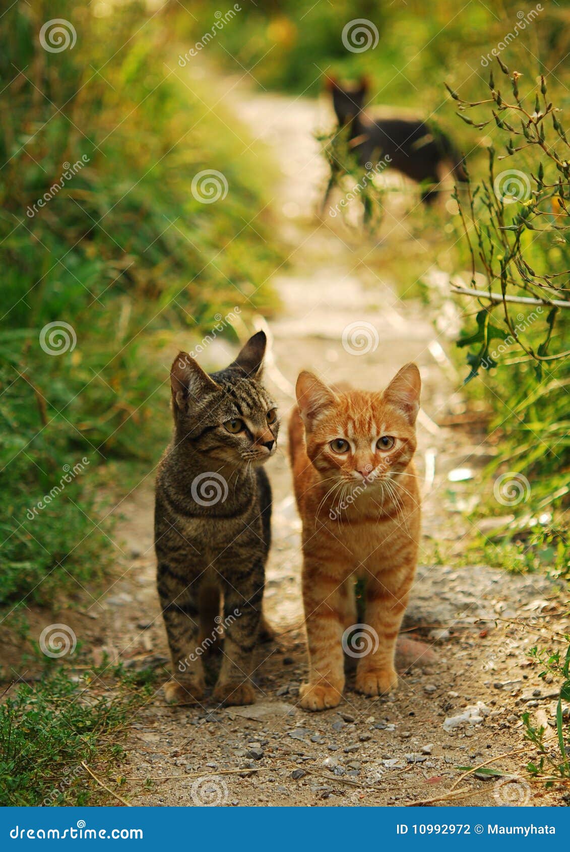 Two cats stock photo. Image of couples, tail, home, pets - 10992972