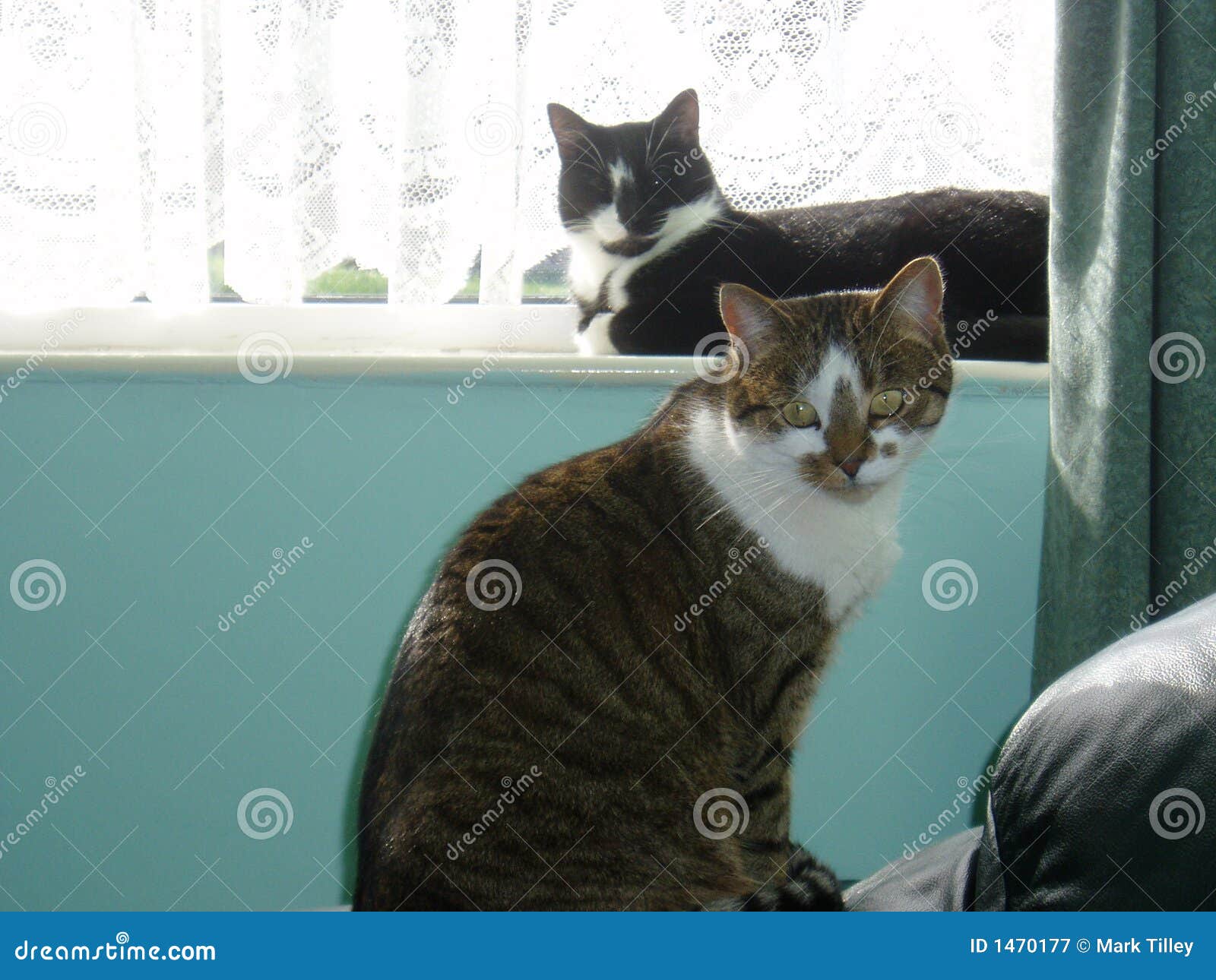 Two cats stock image. Image of alert, eyes, cats, tabby - 1470177