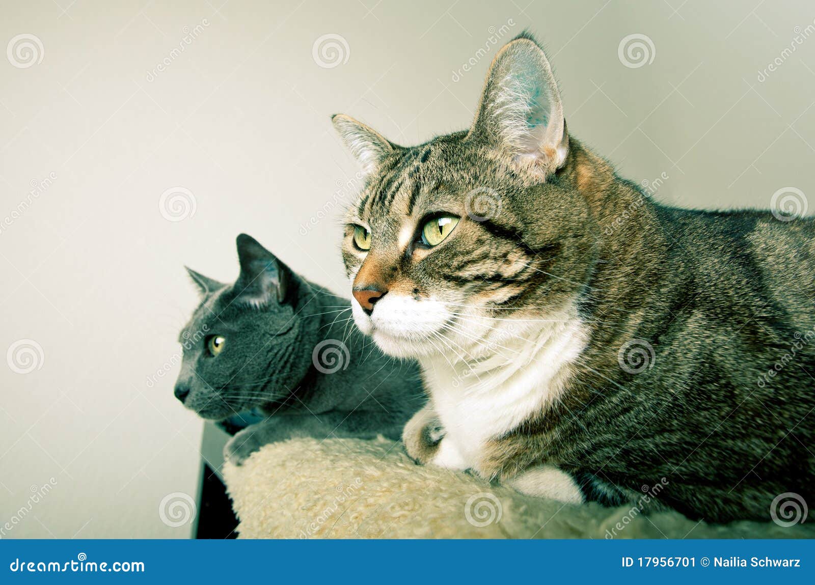 Two Cats stock image. Image of blue, domestic, gray, playful - 17956701