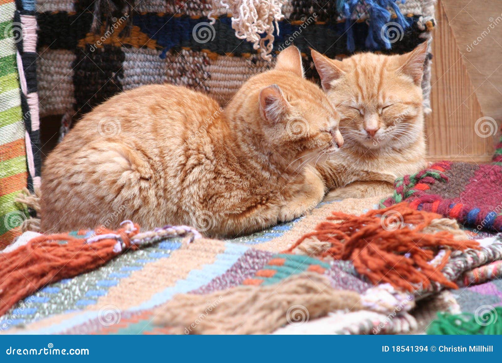 Two cats stock photo. Image of curious, isolated, cute - 18541394