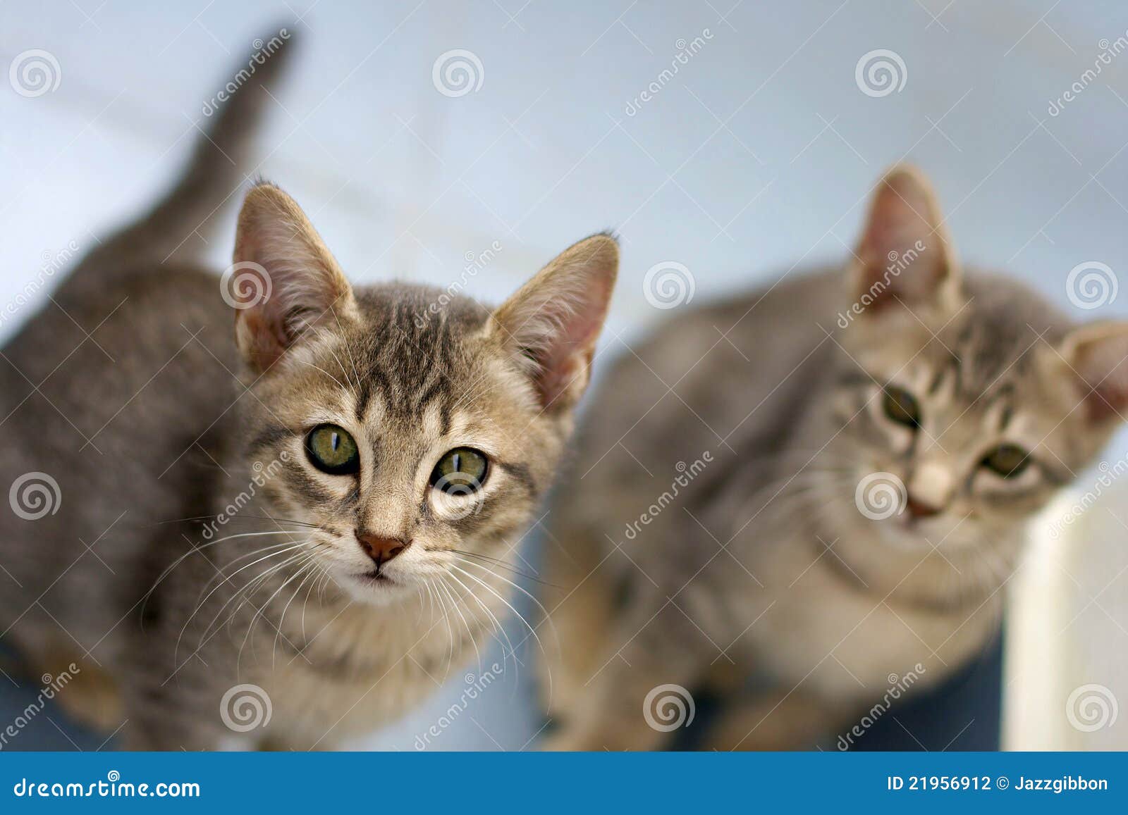 Two Cats stock photo. Image of pussycat, kitty, curious - 21956912