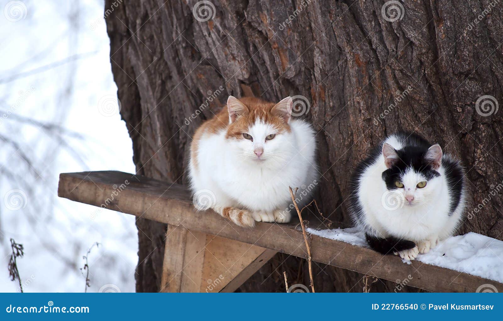 Two cats stock photo. Image of hunt, feline, unusual - 22766540