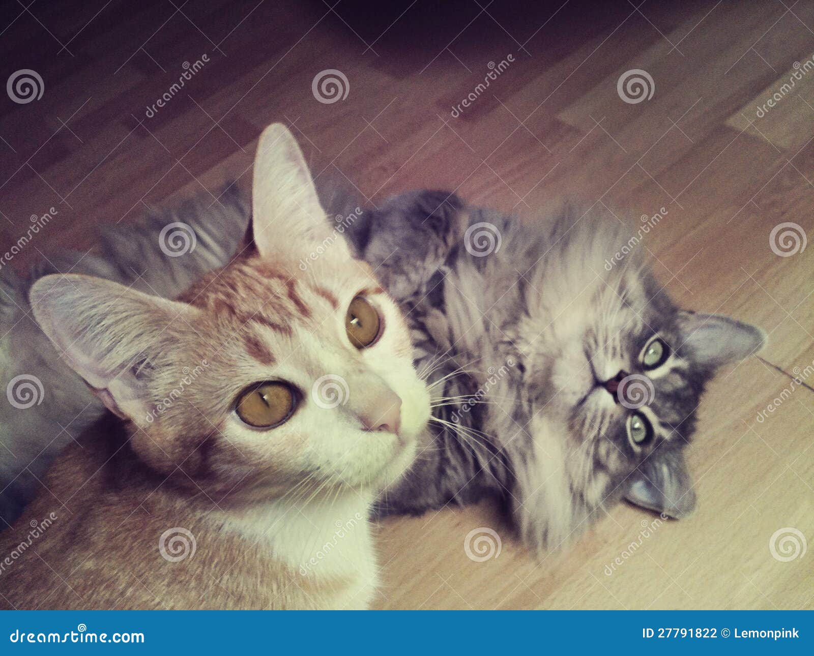 Two Cats stock photo. Image of male, vintage, animal - 27791822