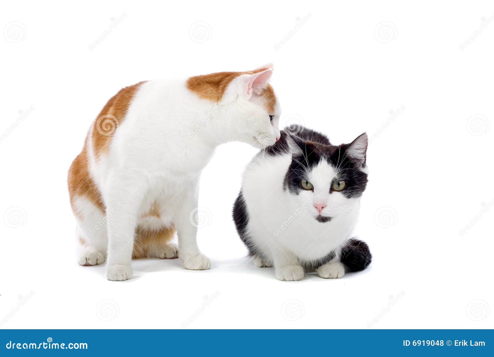 Two cats stock photo. Image of mammals, orange, black - 6919048