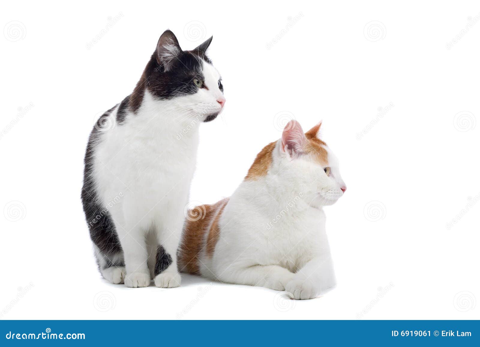 Two cats stock image. Image of creature, body, black, mammal - 6919061