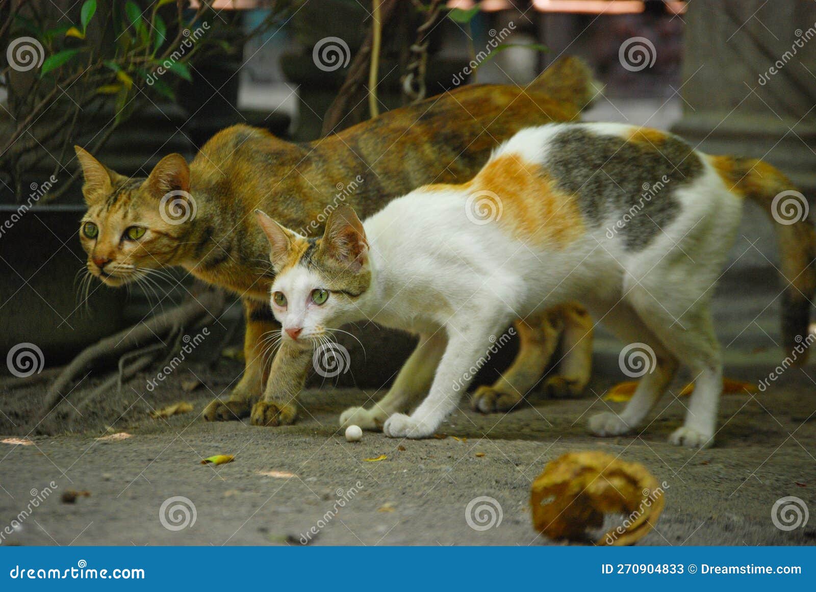Two cats are on alert stock image. Image of mammal, nose - 270904833