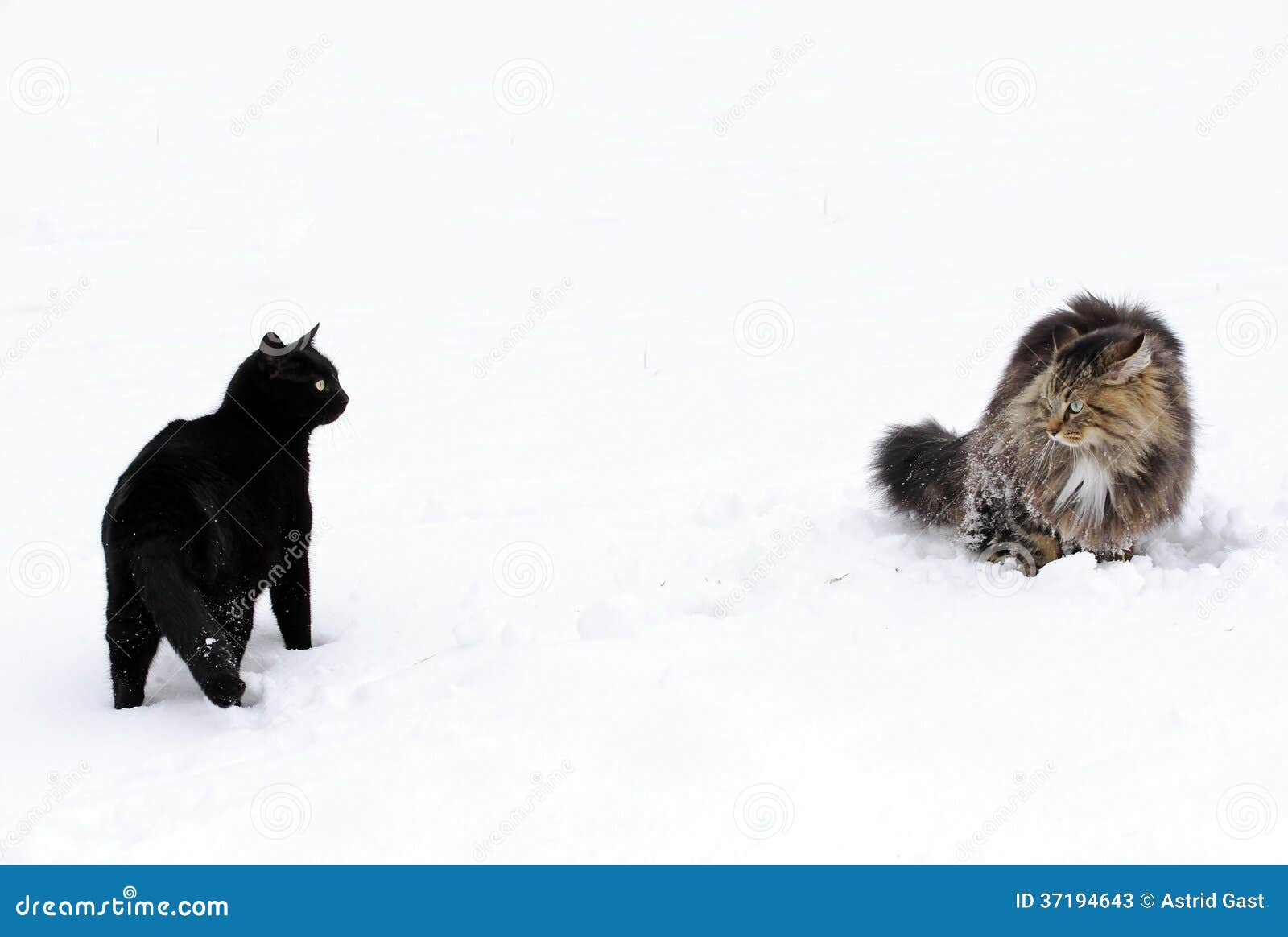 Cats Argue Stock Photos - Free & Royalty-Free Stock Photos from Dreamstime