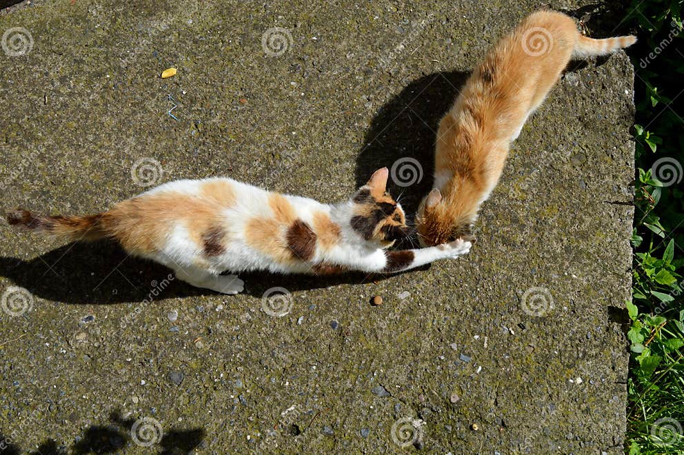 Cats are arguing over food stock photo. Image of mammal - 184838896