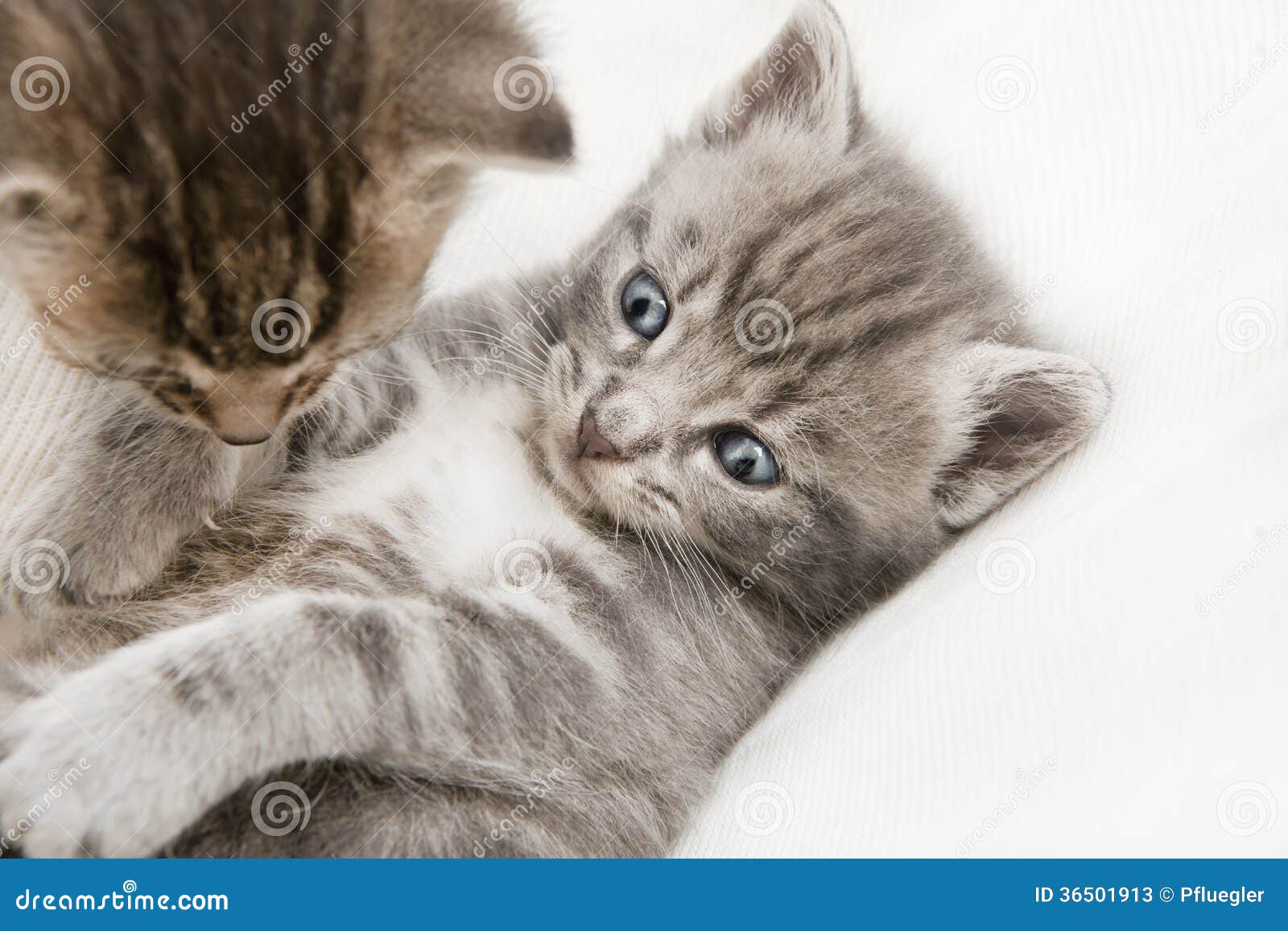 Two cats babies playing stock image. Image of furry, purebred - 36501913
