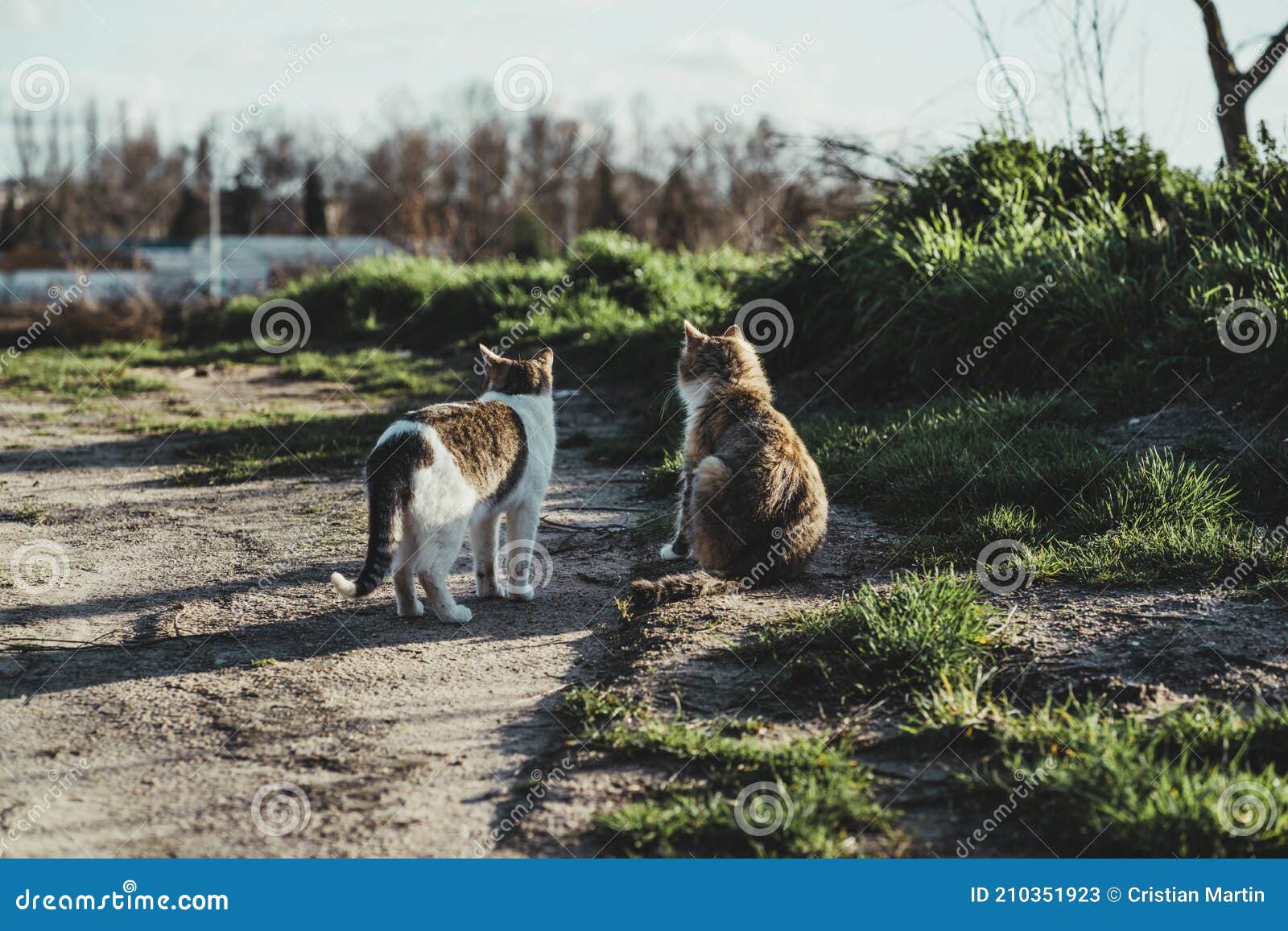 Two cats back to back stock image. Image of domestic - 210351923