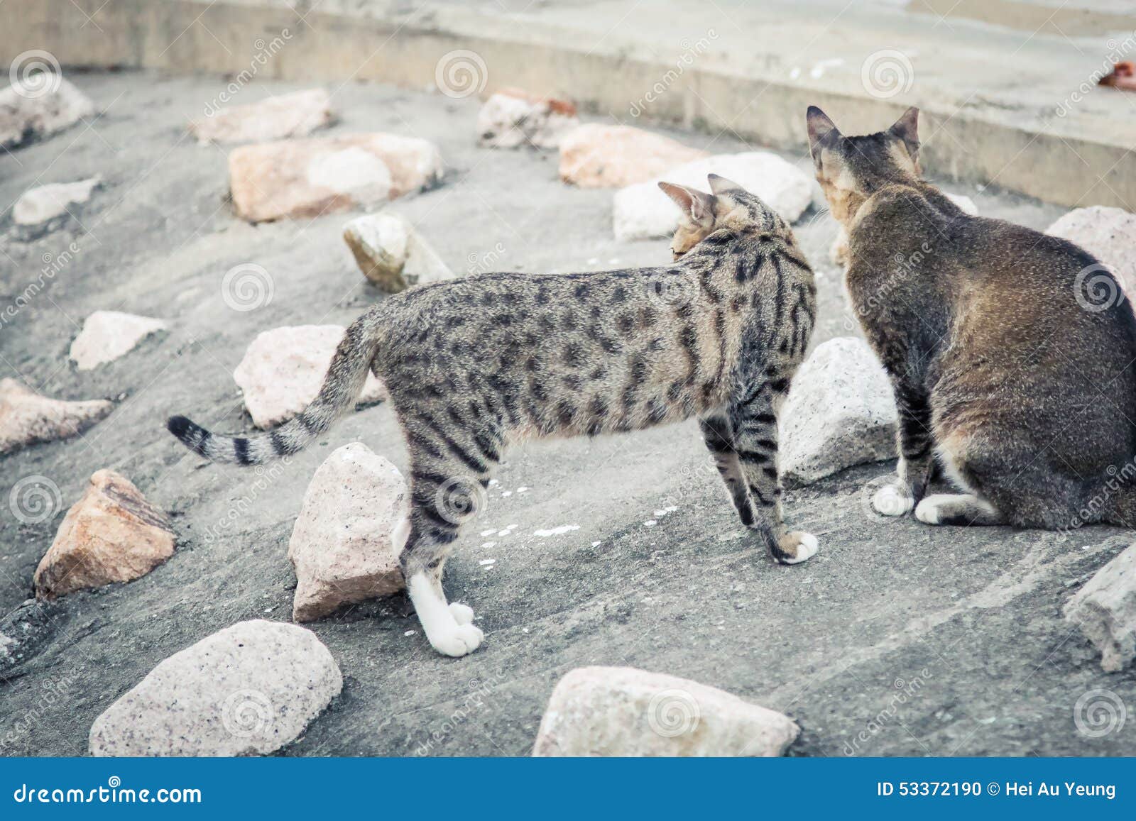 Two cats in backyard stock photo. Image of cute, animal - 53372190