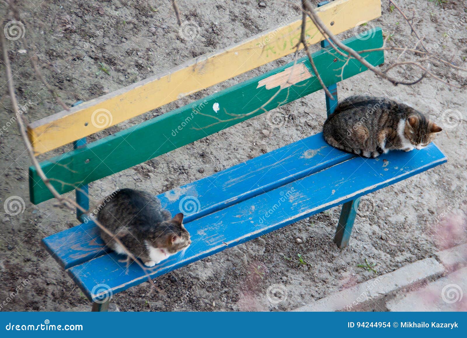 Two cats on a bench stock photo. Image of friendship - 94244954