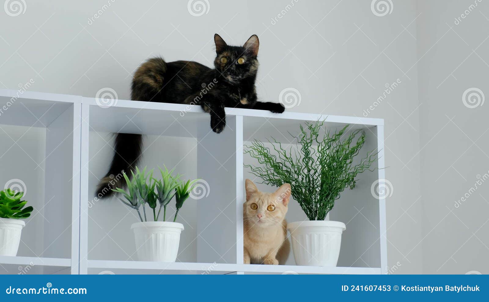 Two Cats Black and Ginger are Sitting on a White Locker at Home Stock ...