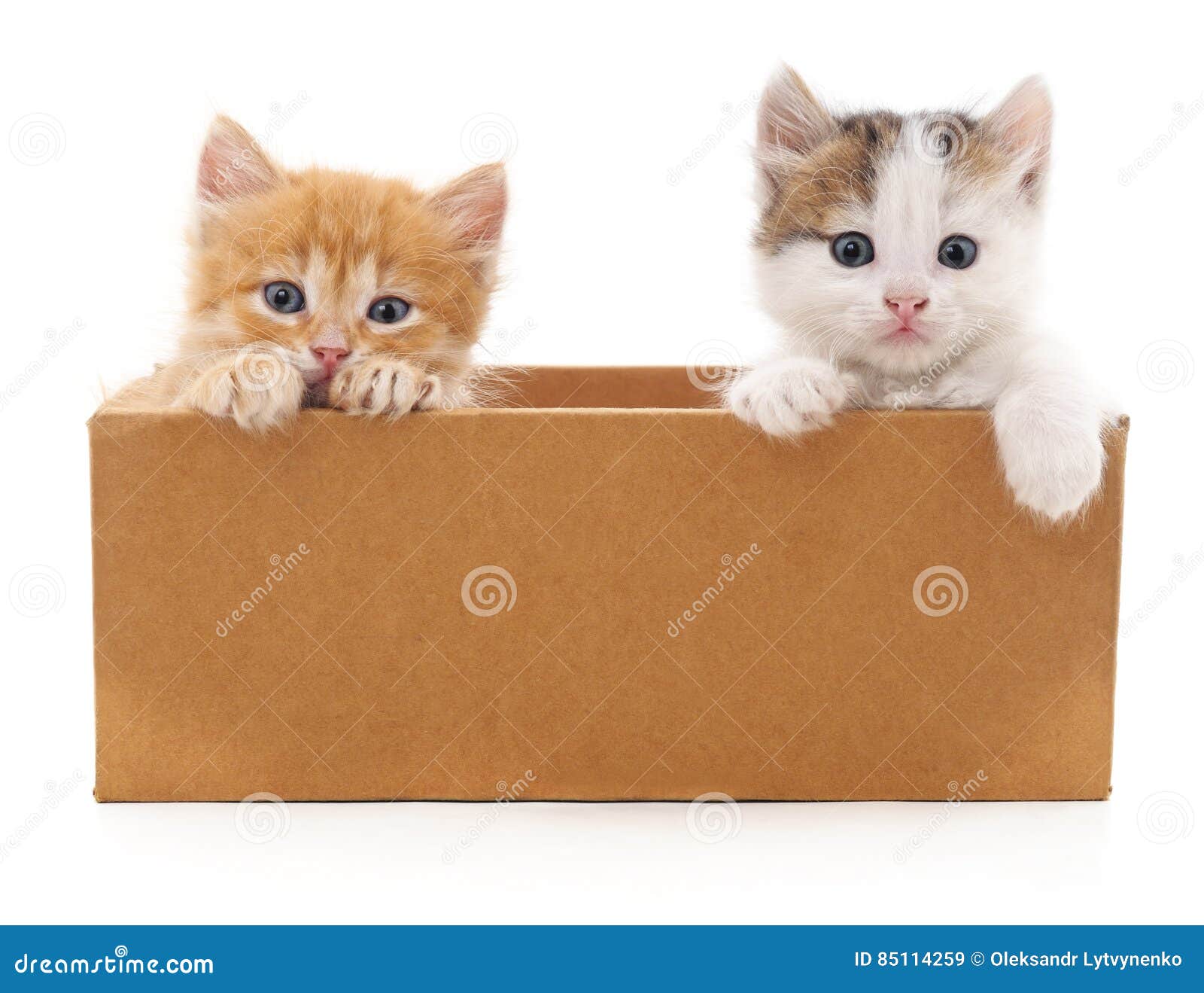 Two cats in a box. stock image. Image of feline, beauty - 85114259