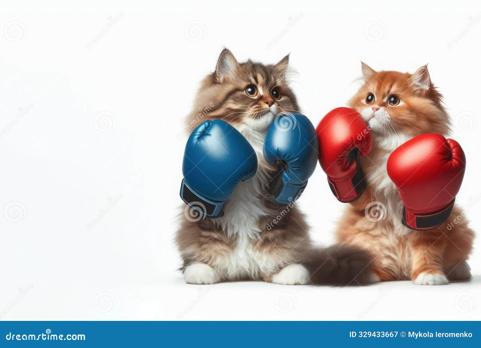 Two Cats in Boxing Gloves. Space for Text. Stock Image - Image of pair ...