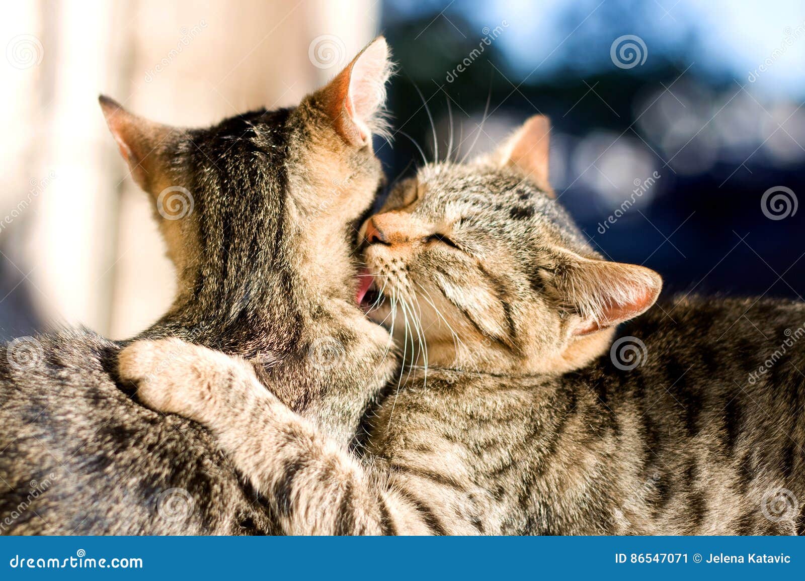 Two Cats stock image. Image of natural, field, cute, cats - 86547071