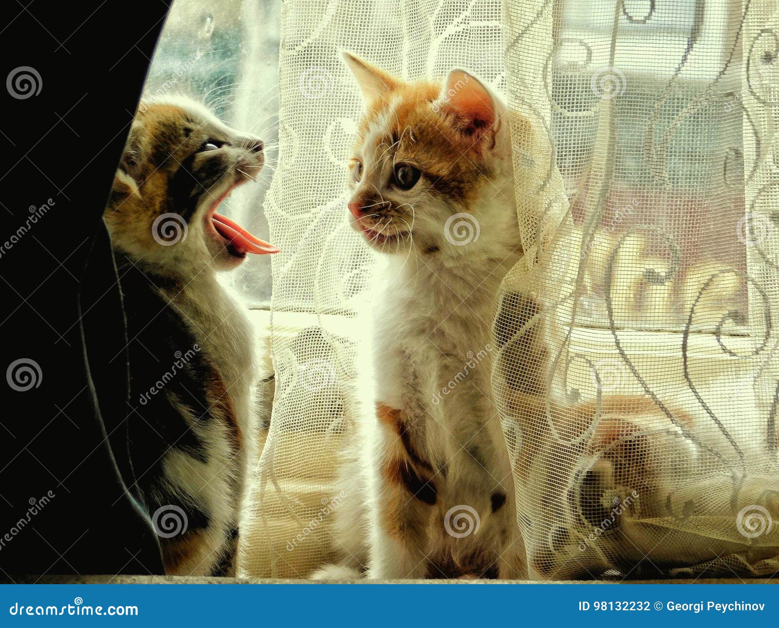 Two cats stock photo. Image of caught, funny, cats, conversation - 98132232