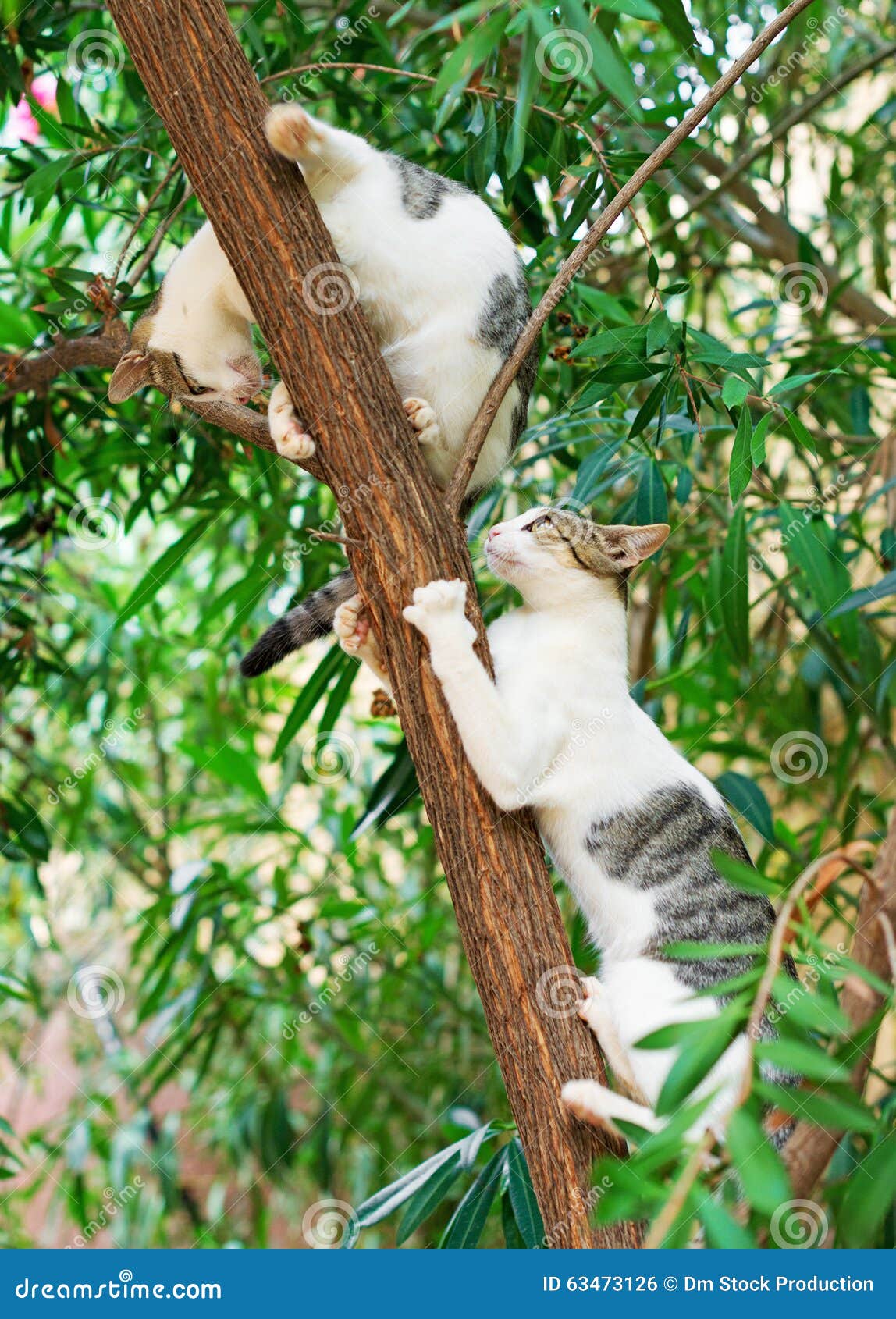 Two cats. stock photo. Image of lovely, hunting, interested - 63473126