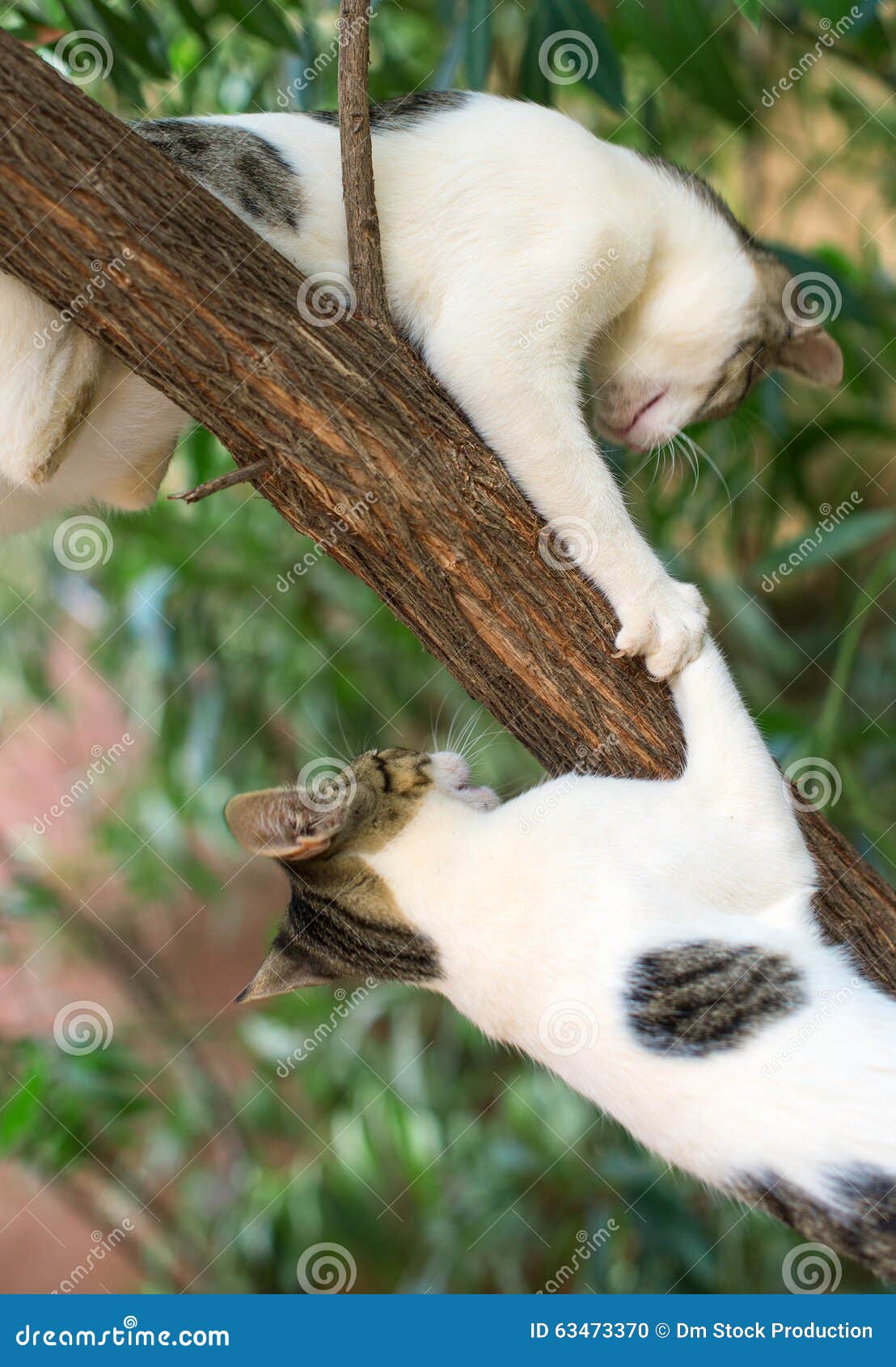 Two cats. stock photo. Image of mammal, equilibrium, curiosity - 63473370