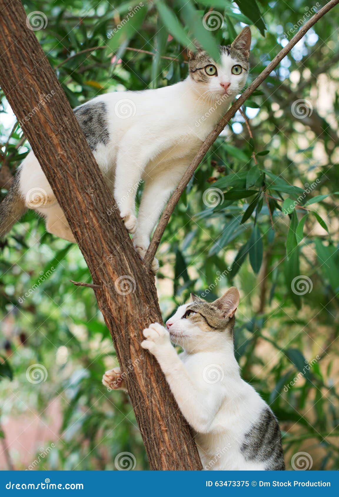 Two cats. stock image. Image of frightened, high, climbing - 63473375