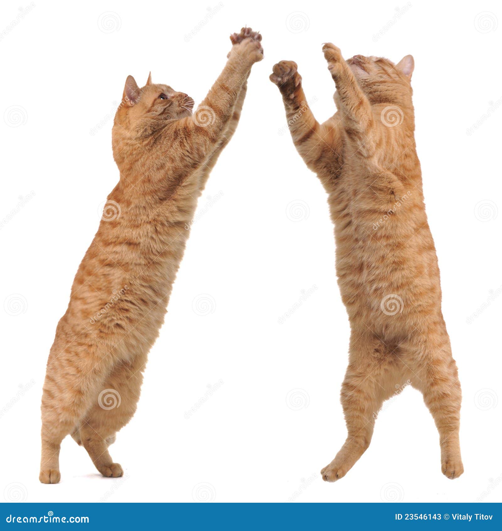 Two Cats Competing for a Toy Stock Image - Image of competition, love ...