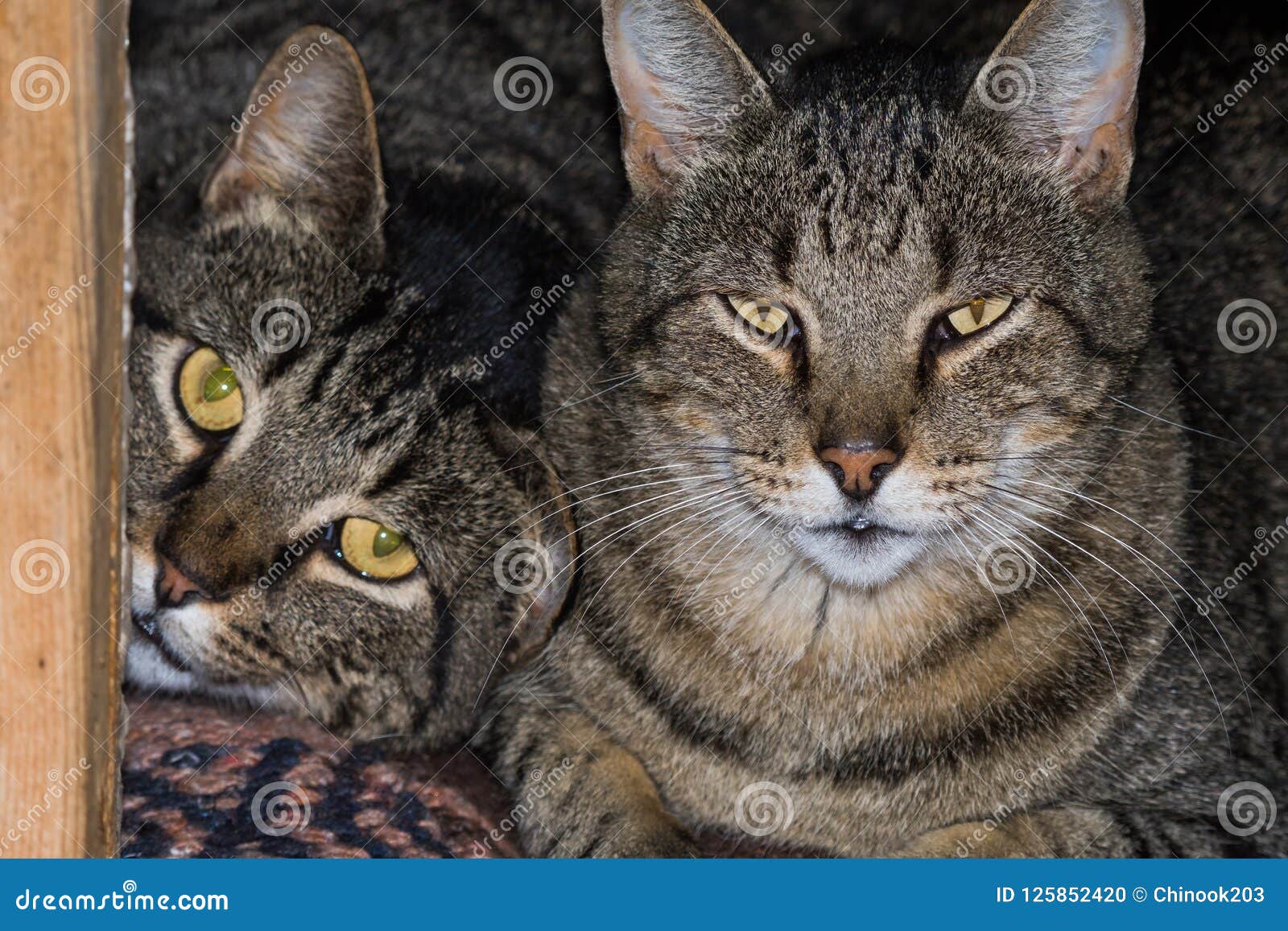 Two cats cuddled together stock photo. Image of cuddling - 125852420