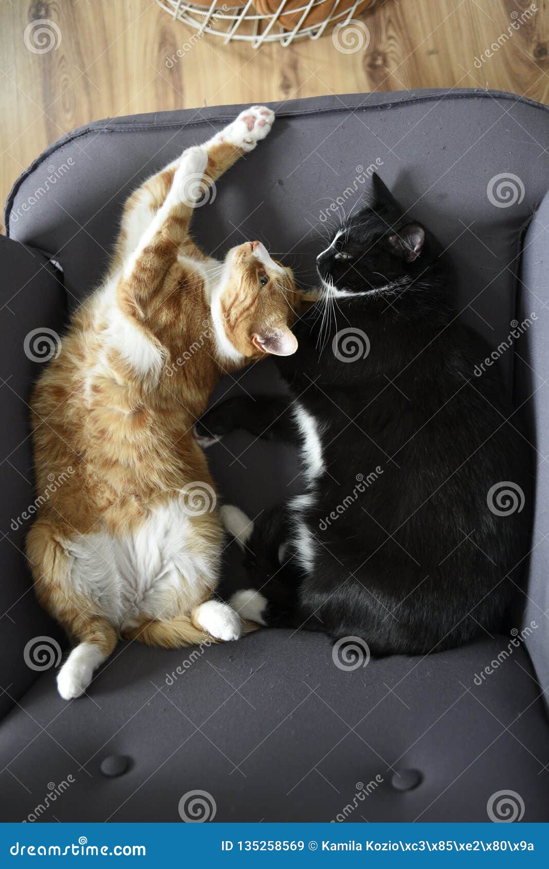 Two Cats Cuddling Together on a Chair at Home Stock Image - Image of ...