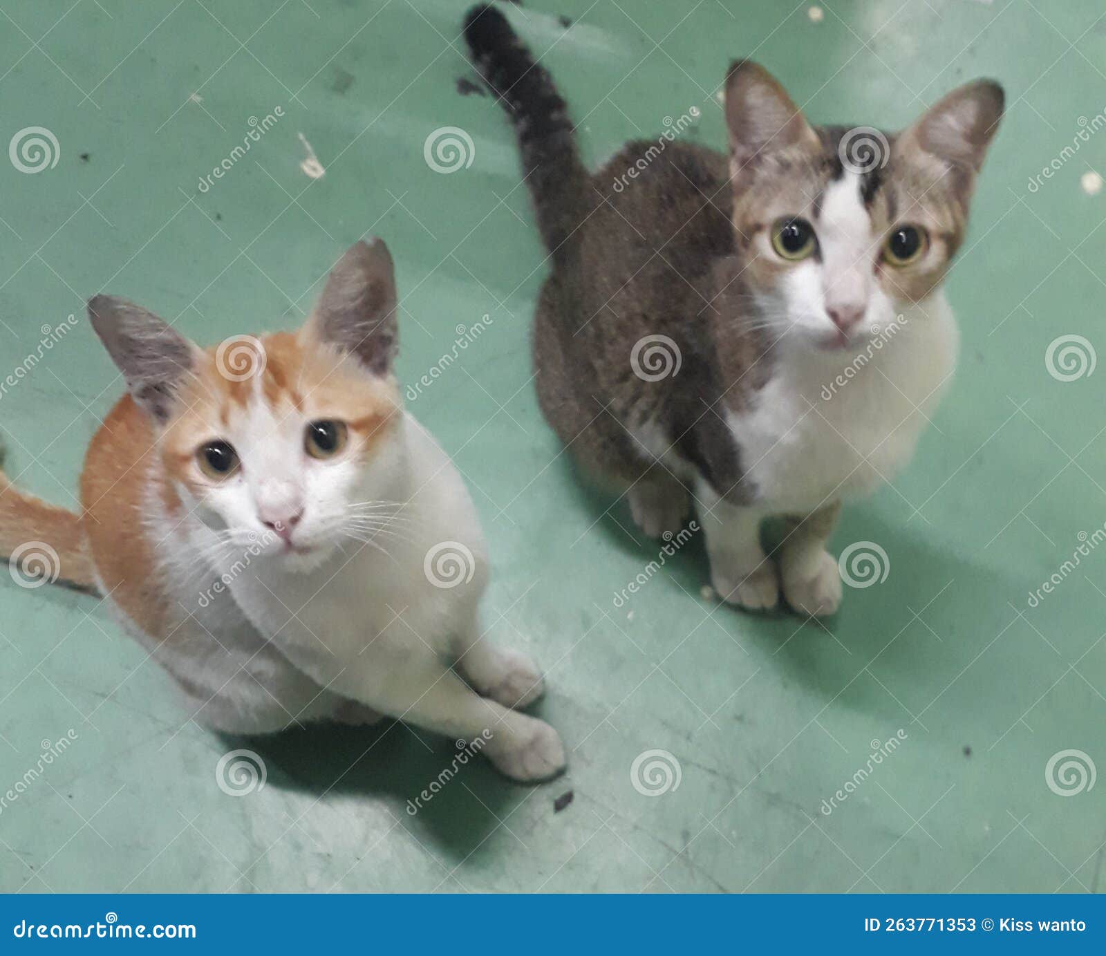 Two Cats with Curious Faces Looking at Something Stock Image - Image of ...