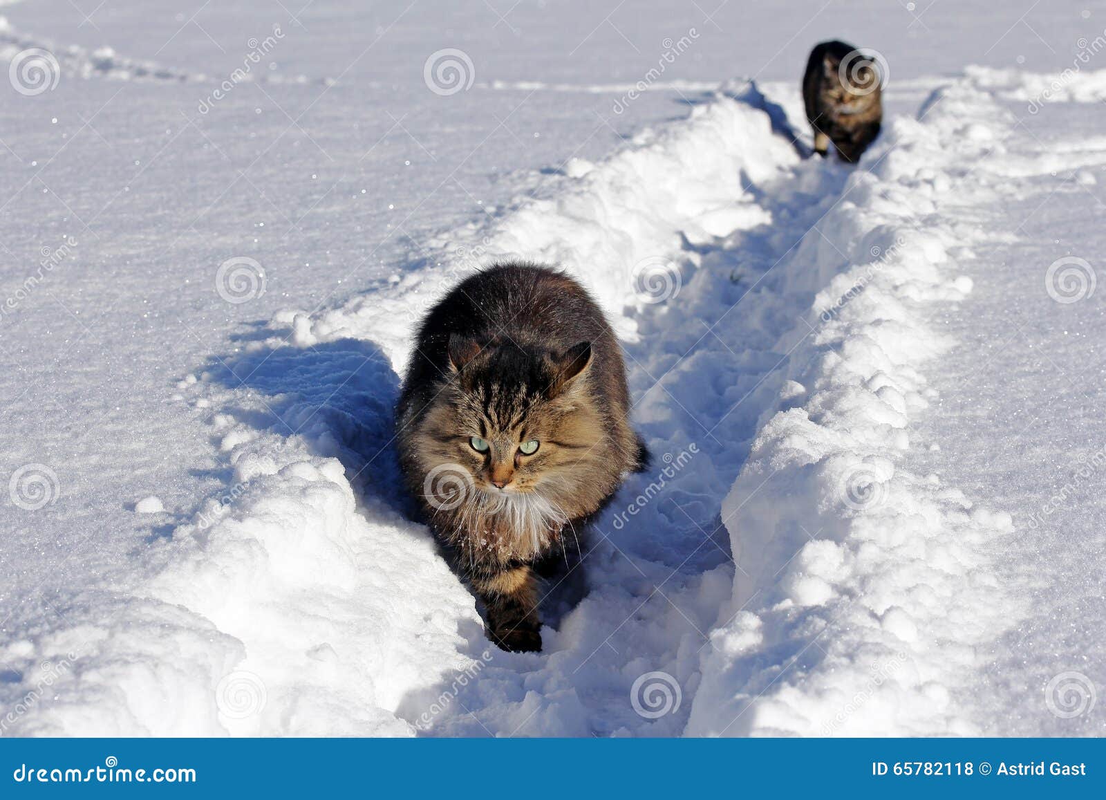 Two cats in the deep snow stock photo. Image of cats - 65782118