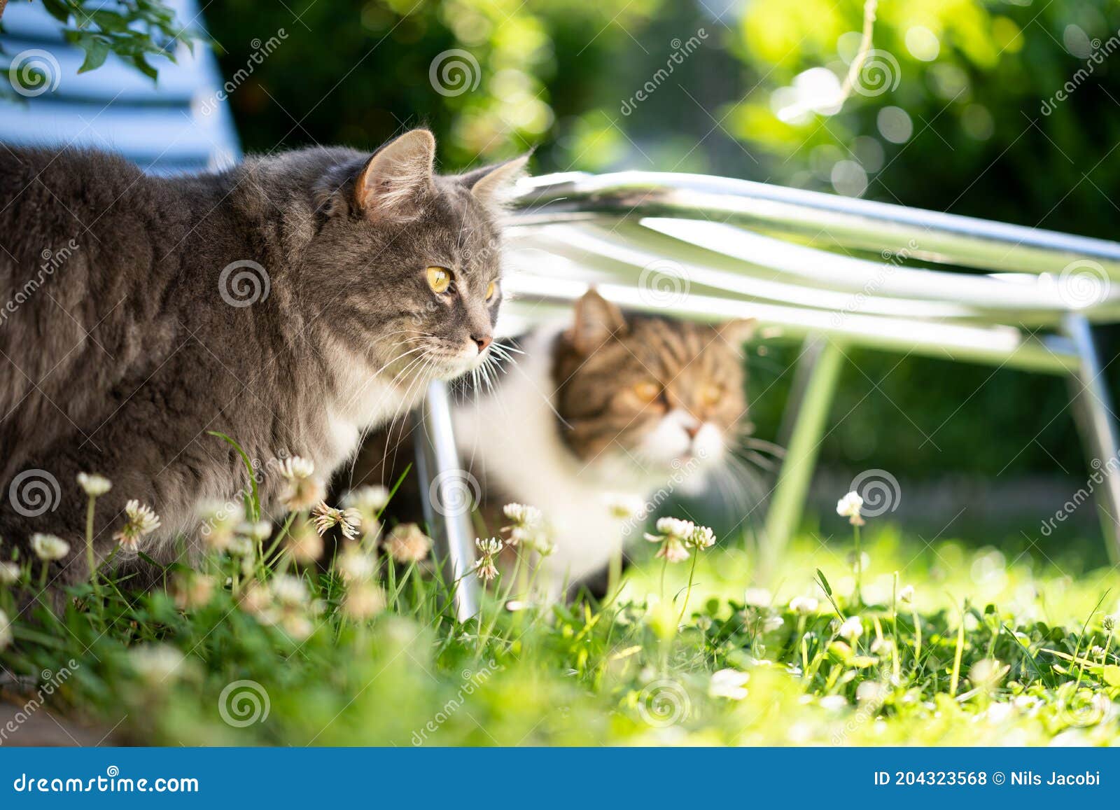 Two Cats Observing the Garden Stock Photo - Image of coon, green: 204323568