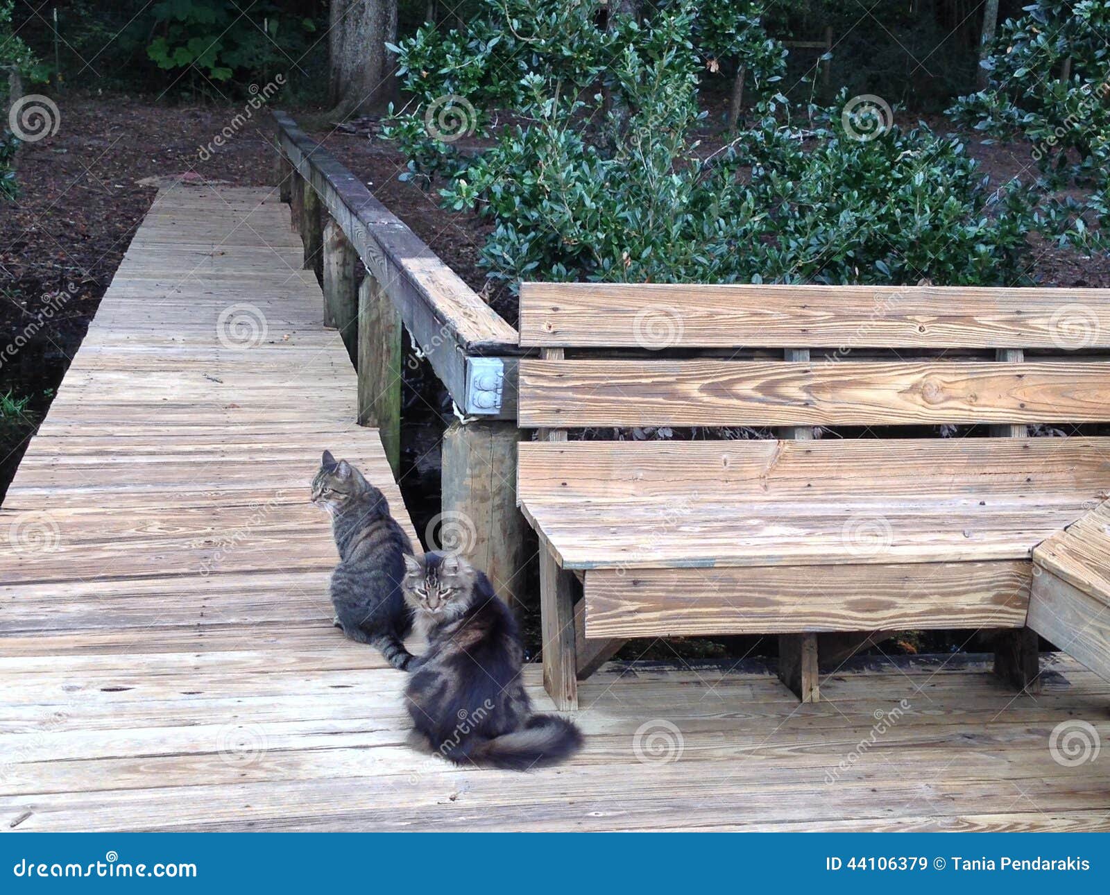Two Tabby Cats Sitting on a Wood Dock Stock Image - Image of tabby ...
