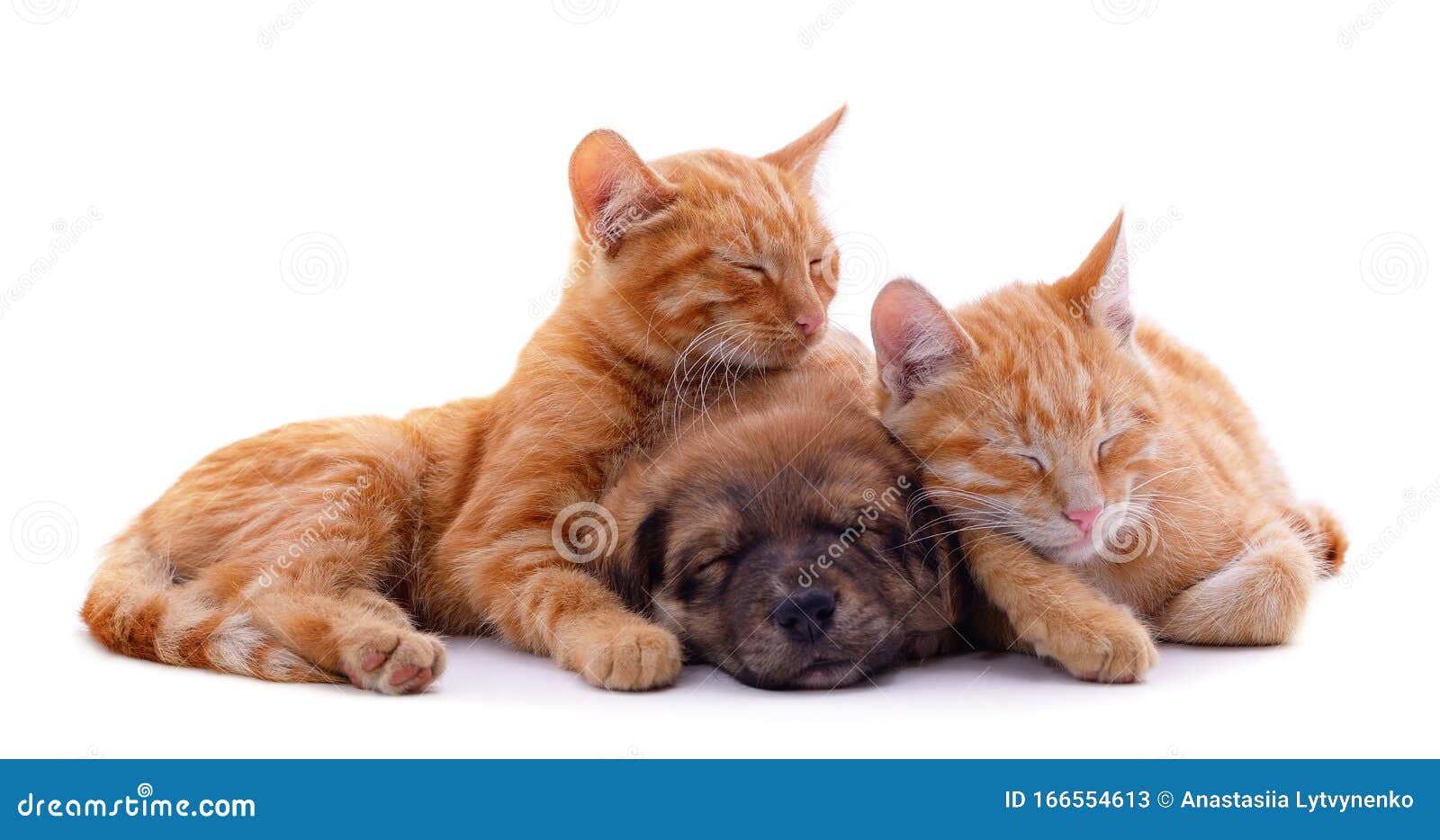 Two cats and dog stock image. Image of doggy, happy - 166554613