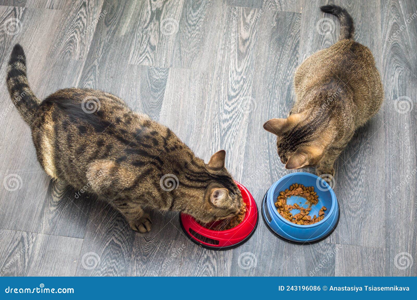 Two Cats Eat Together on the Kitchen Floor Stock Photo - Image of food ...