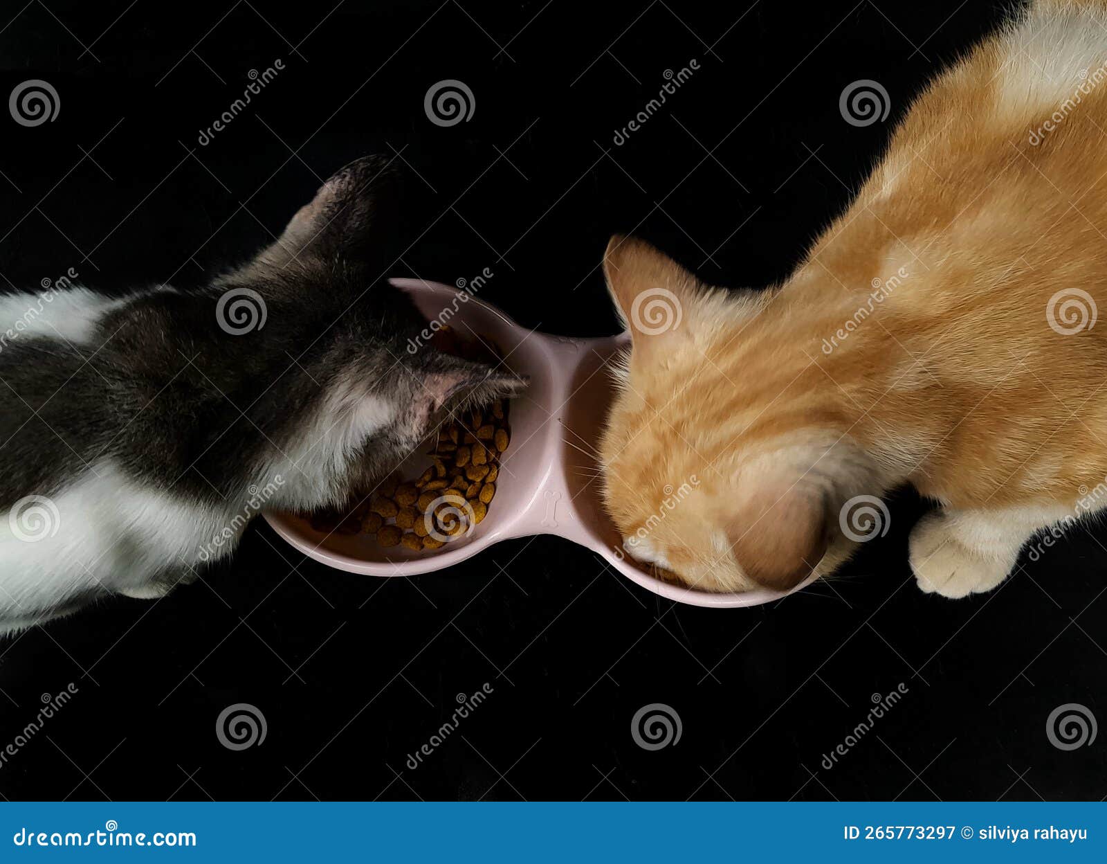 Two Cats Eating, on Black Background Stock Image - Image of skin ...