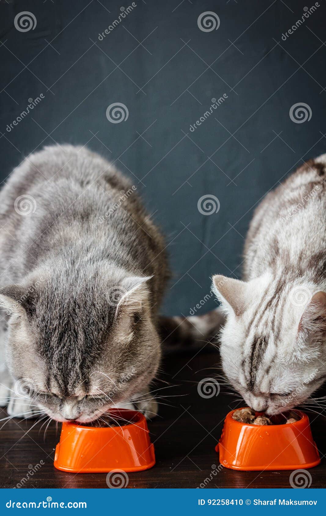 Two cats eating food stock photo. Image of crispy, grey - 92258410