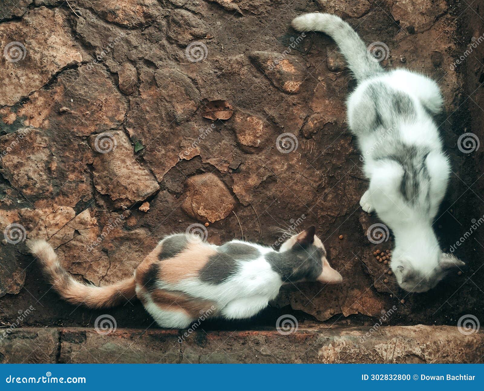 Two Cats are Eating Together Stock Photo - Image of healthy, feed ...