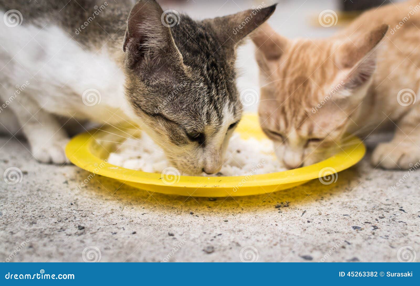 Two cats eating together stock photo. Image of feed, close - 45263382