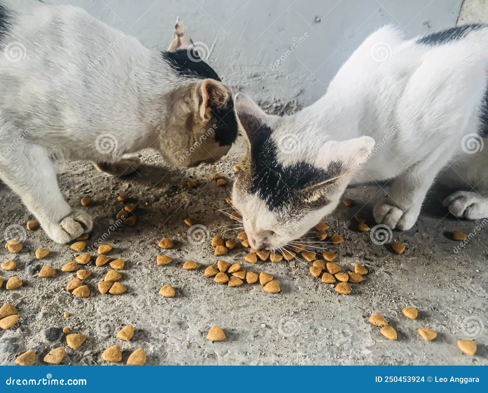 Two cats eating stock photo. Image of white, animal - 250453924