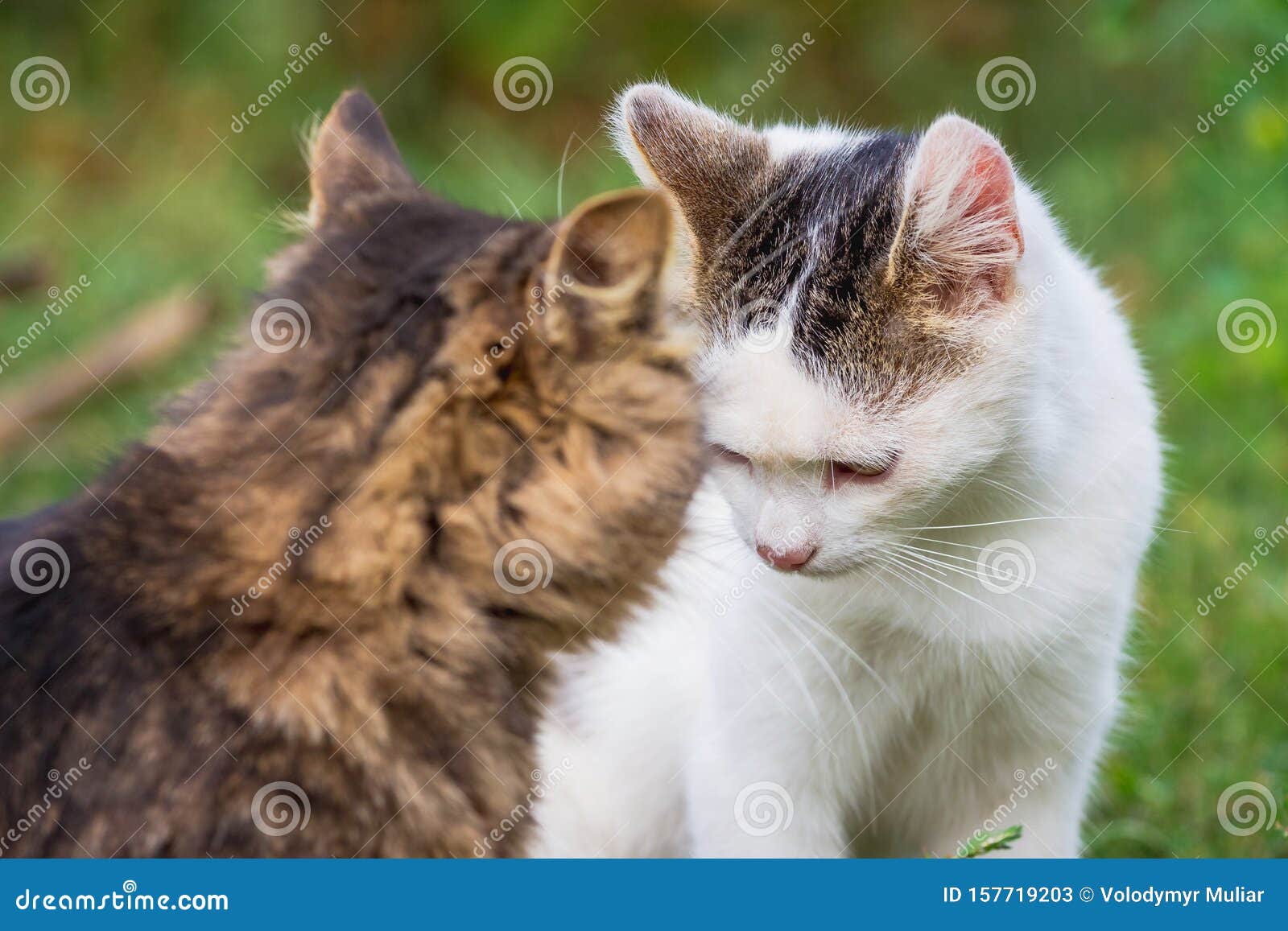 Two Cats Facing Each Other during an Argument_ Stock Image - Image of ...