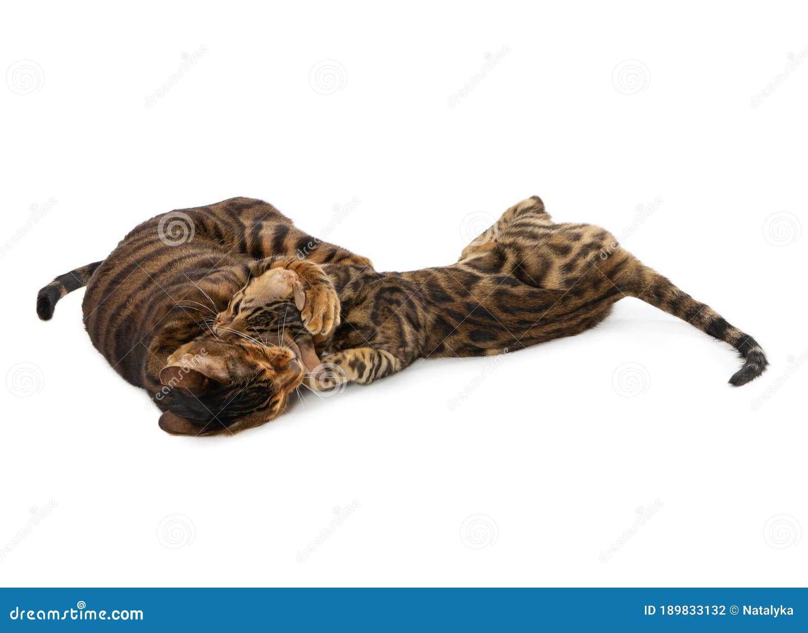 Two Cats Fight and Bite Each Other. Isolated on White Background Stock ...